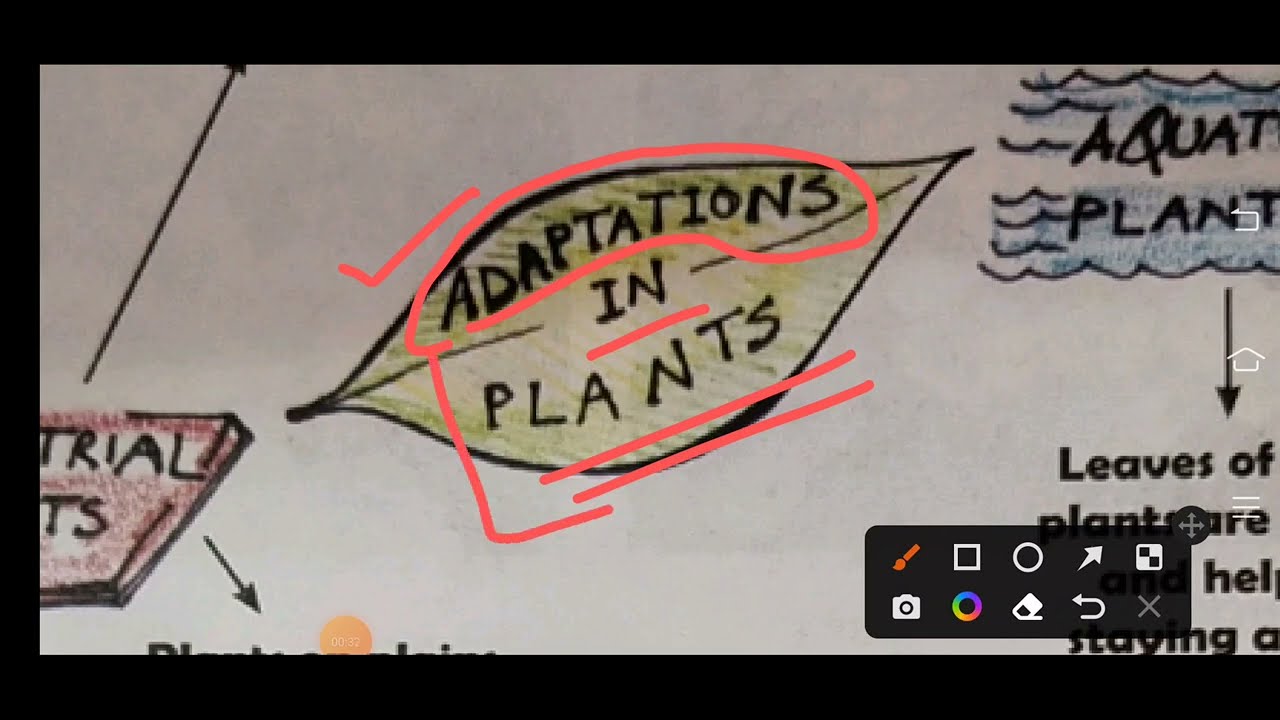 Class 4 Project:: Adaptation in Plants - YouTube