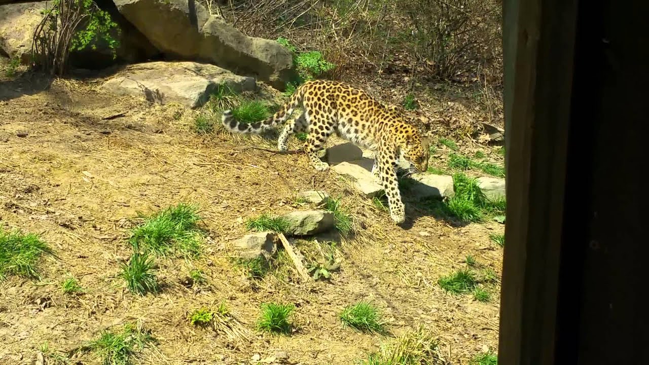 The zoo(4) - YouTube