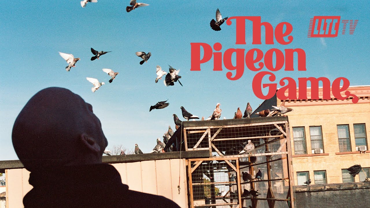The Pigeon Game - YouTube