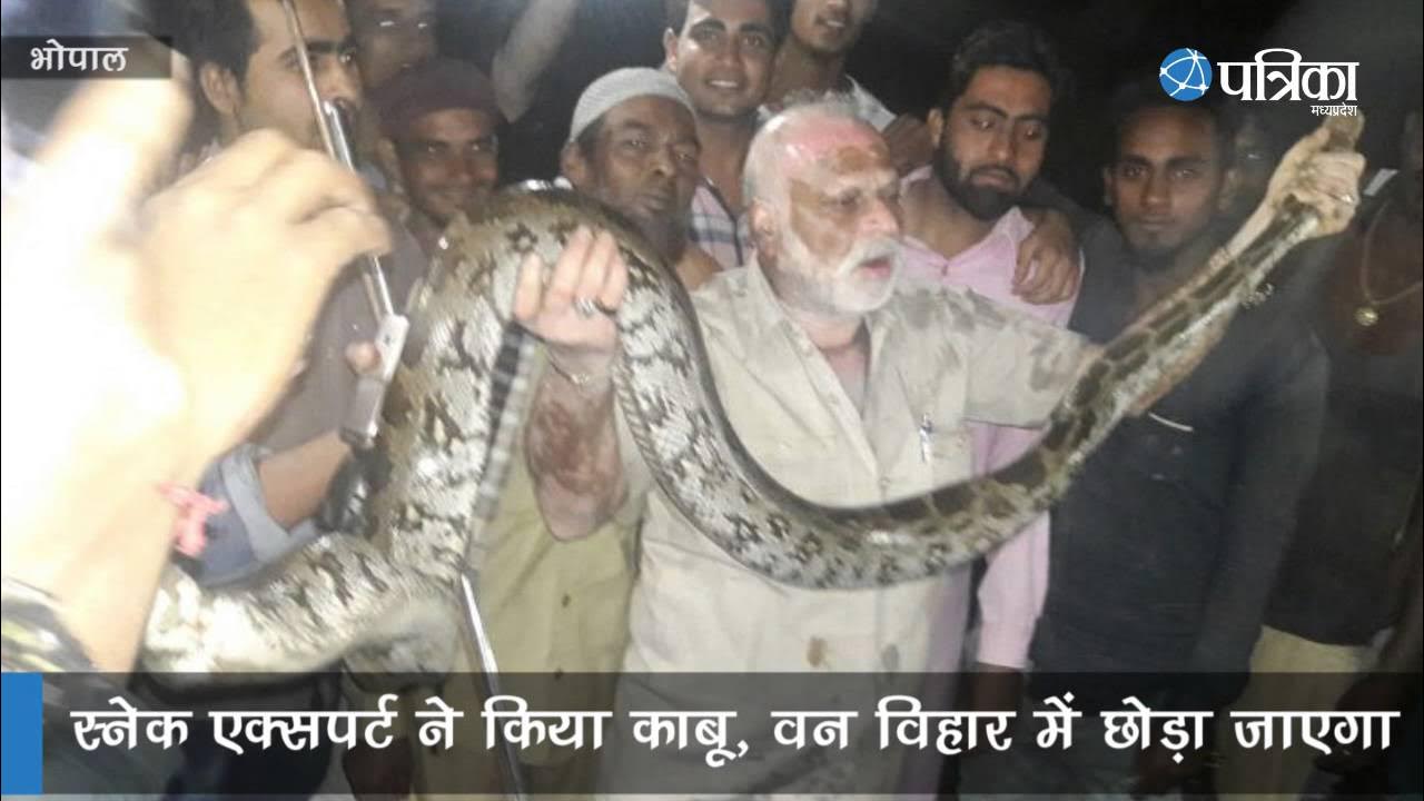 8 Feet Long Python | Found in Bhopal | Snake Catcher Caught the Snake ...