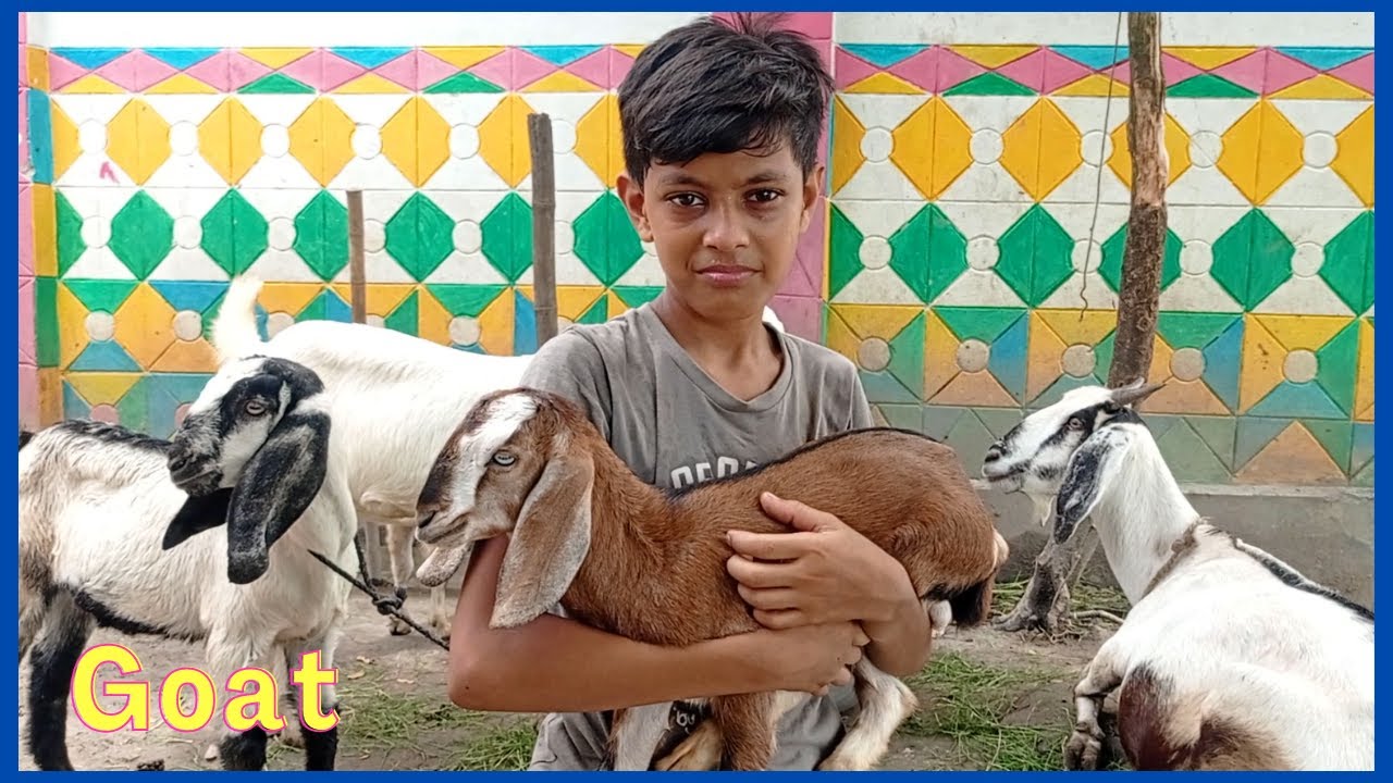 When the goat is in my lap । Goat Sound । Baby Goat - YouTube