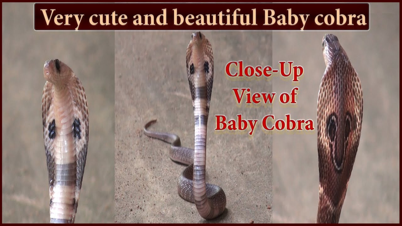 Very cute and beautiful Baby cobra but so aggressive | Naja naja | Baby ...