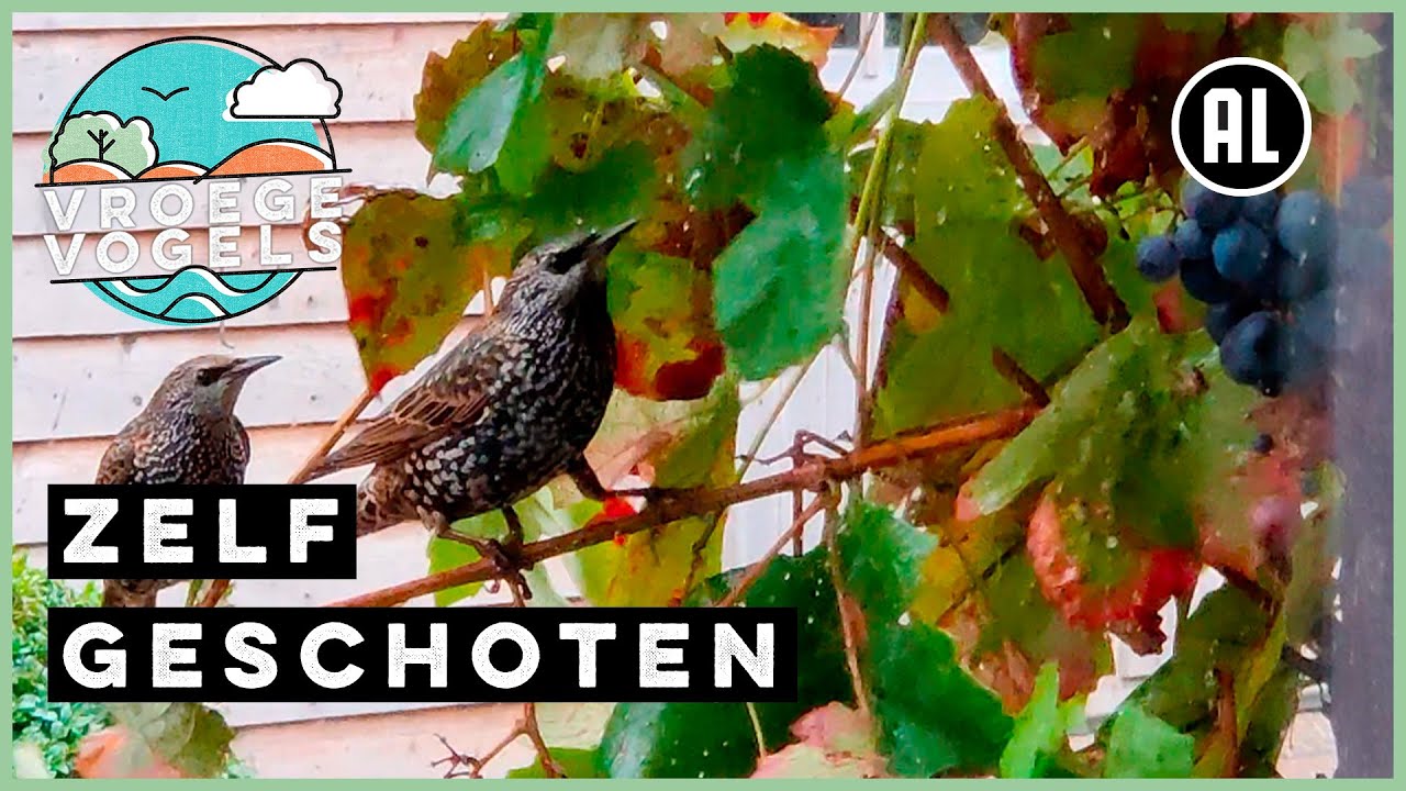 Spreeuwen eten druivenrank kaal | Zelf Geschoten | Vroege Vogels - YouTube