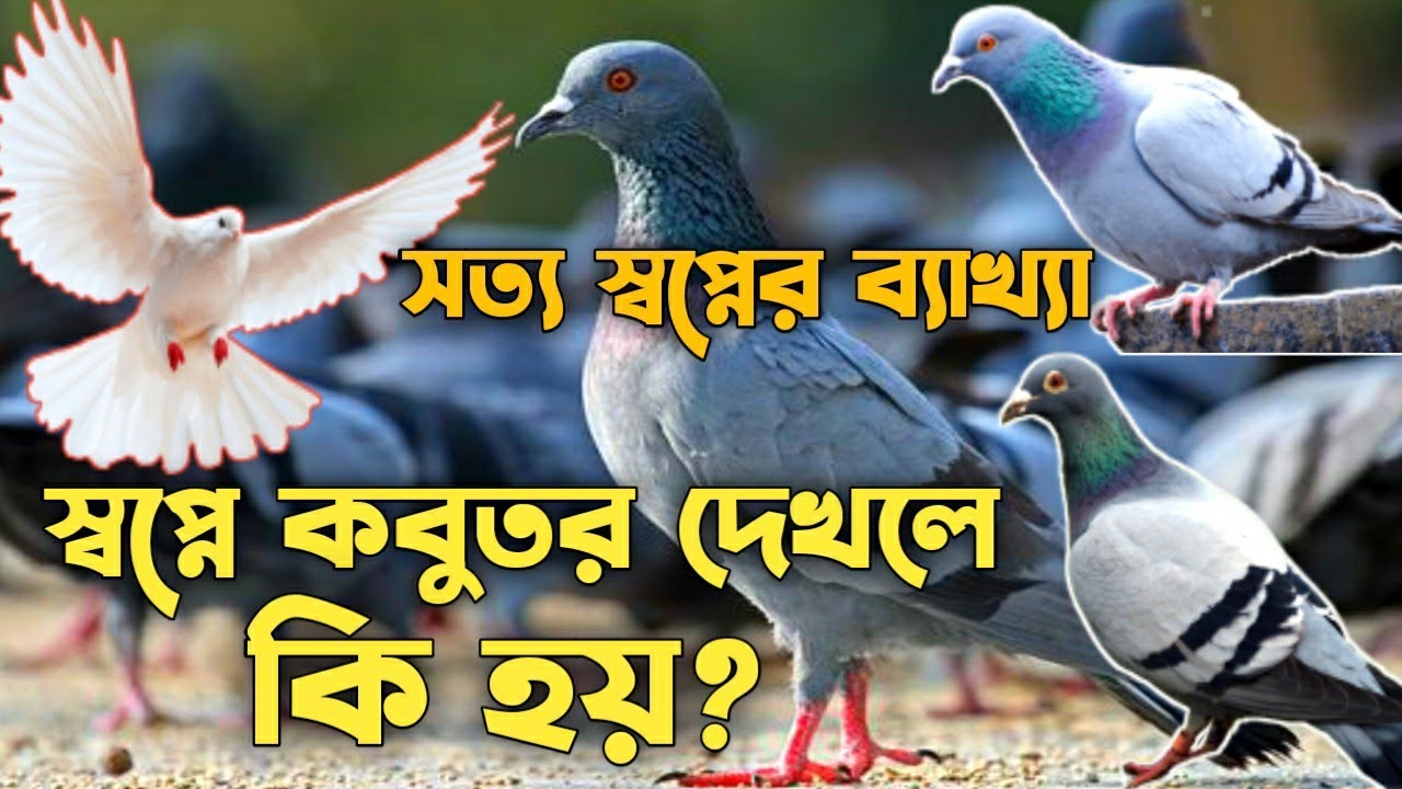 স্বপ্নে কবুতর পাখি দেখলে কি হয় | dream meaning about the pigeon ...
