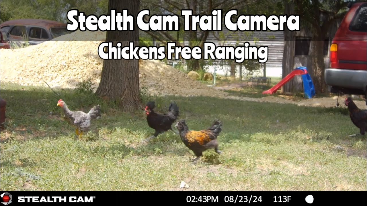 Stealth Cam DS4K Ultimate: Chicken Cam August 2024 - YouTube