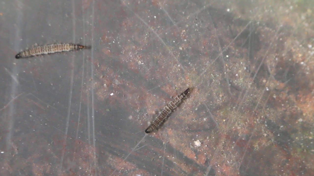 Larvae of mothflies (Psychodidae) - YouTube