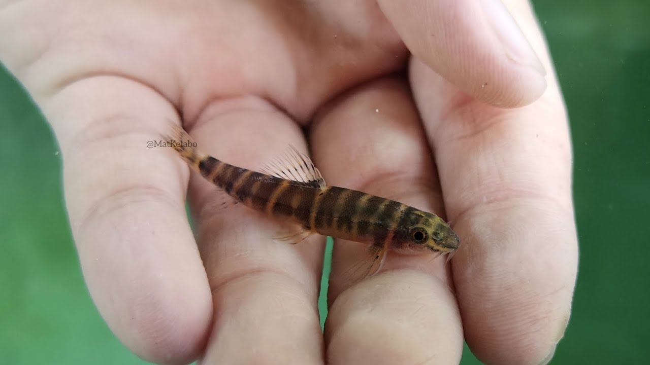 Barbucca diabolica @ Fire-eyed Loach (Malaysia) - YouTube