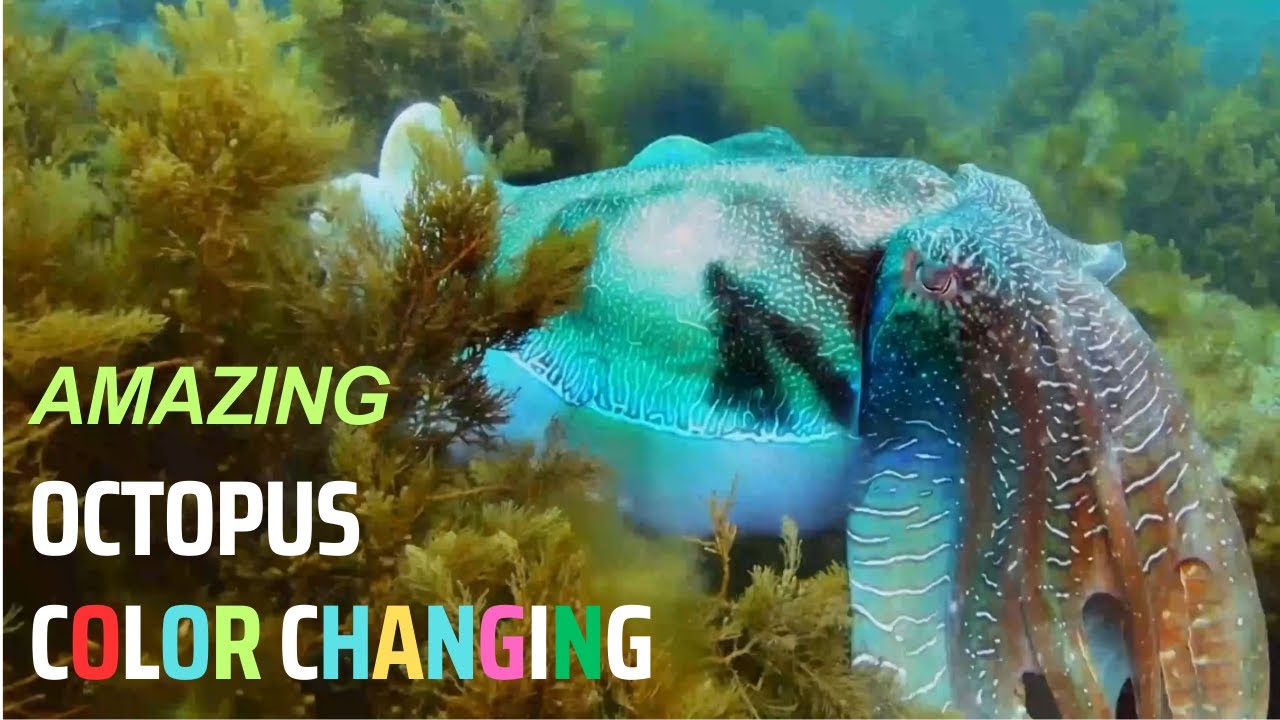Amazing Octopus Color Changing - YouTube