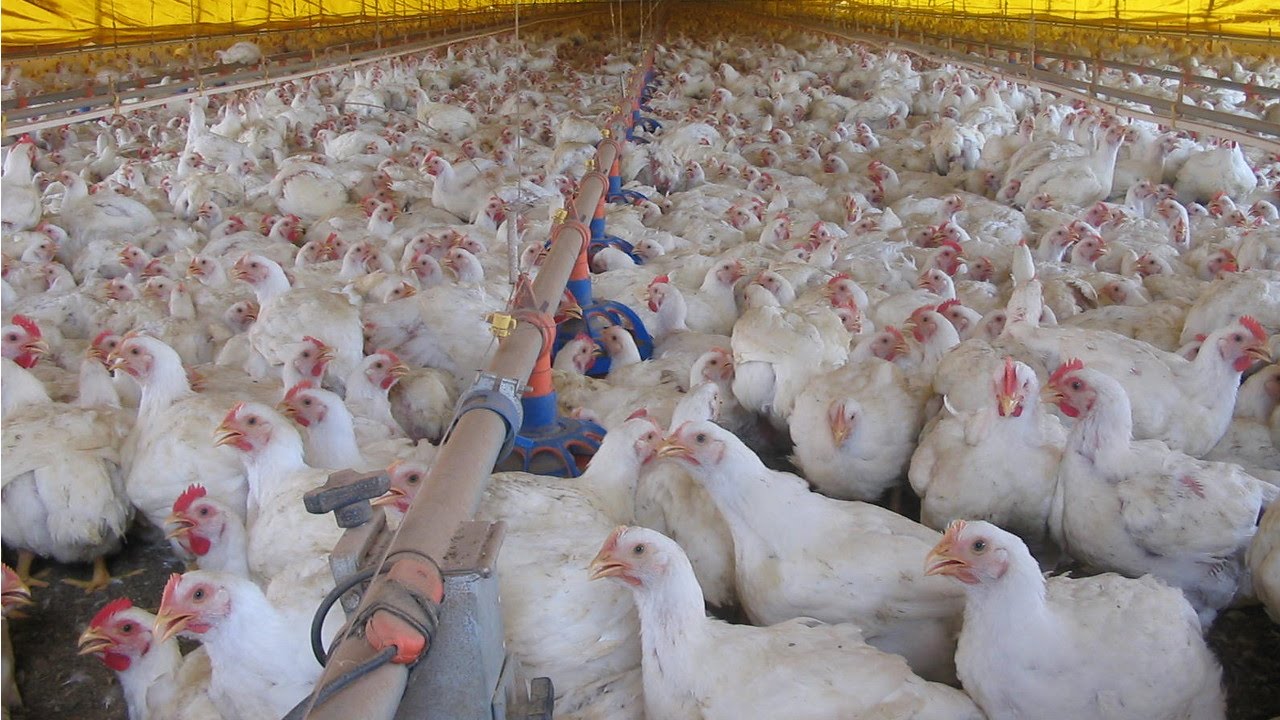 Curso Produção de Frango de Corte em Alta Densidade - Cursos CPT - YouTube