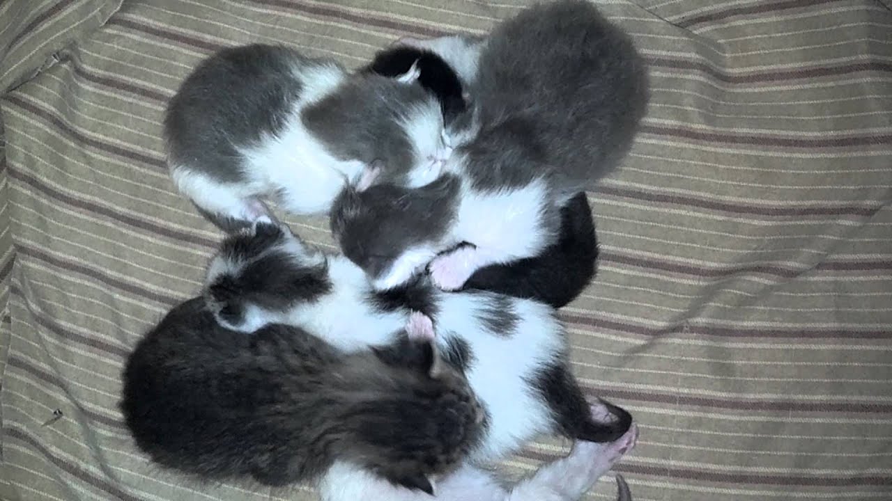 Kittens at one week and 2days - YouTube