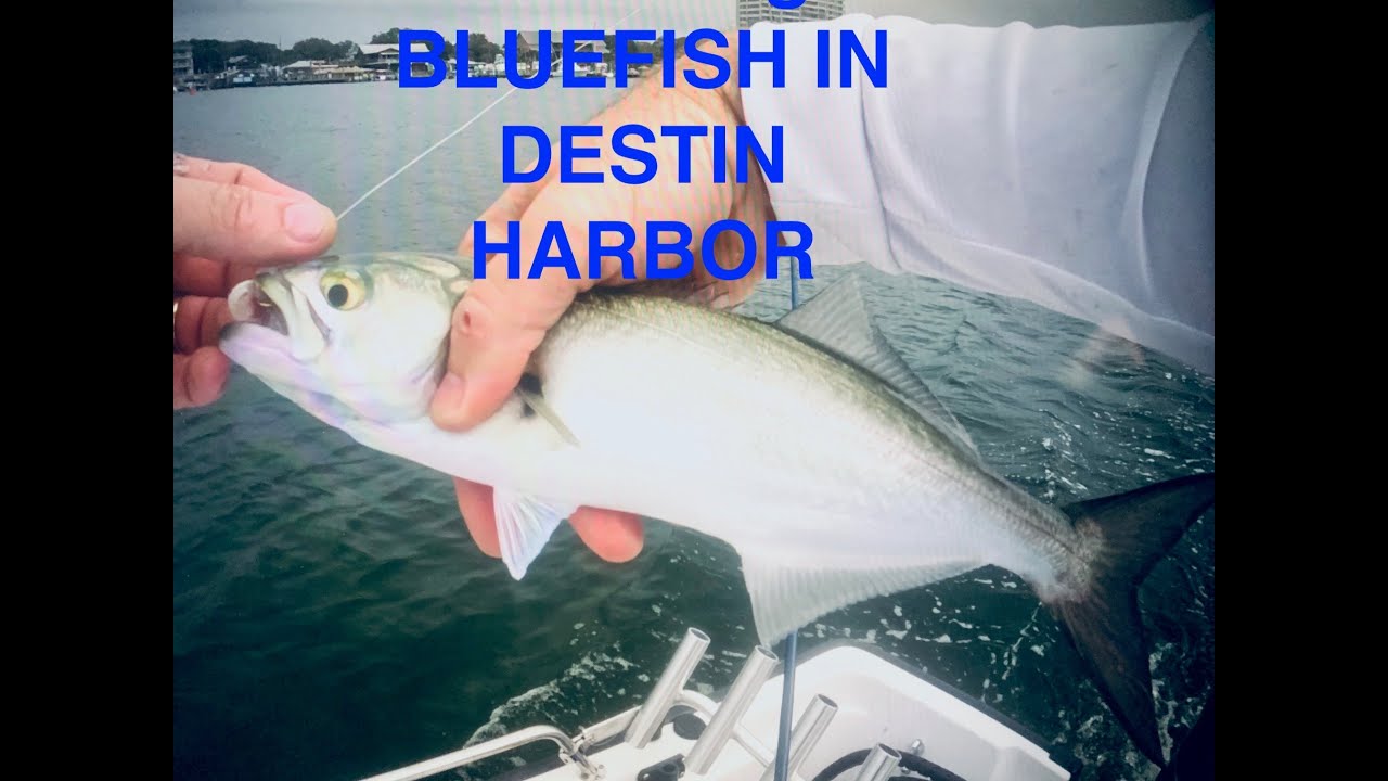 Catching Bluefish Trolling #fishing #bluefish - YouTube
