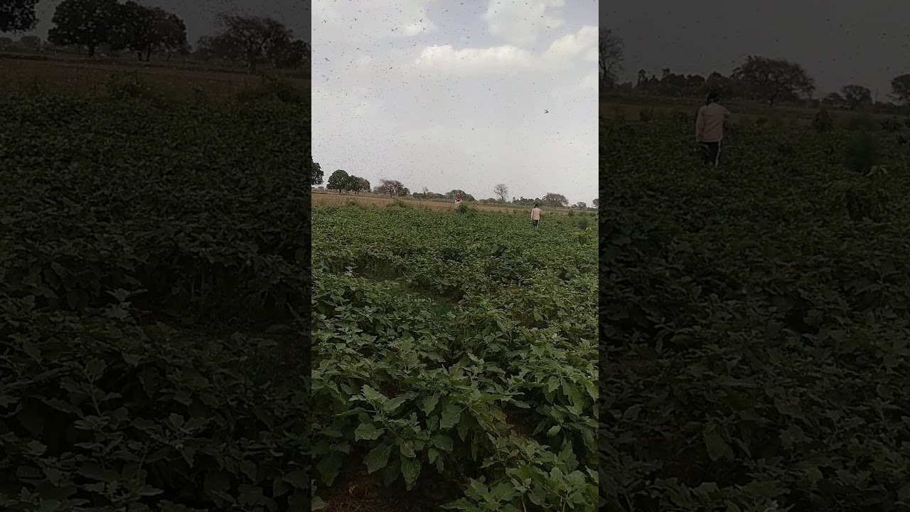 Tiddi attack in jhansi up - YouTube