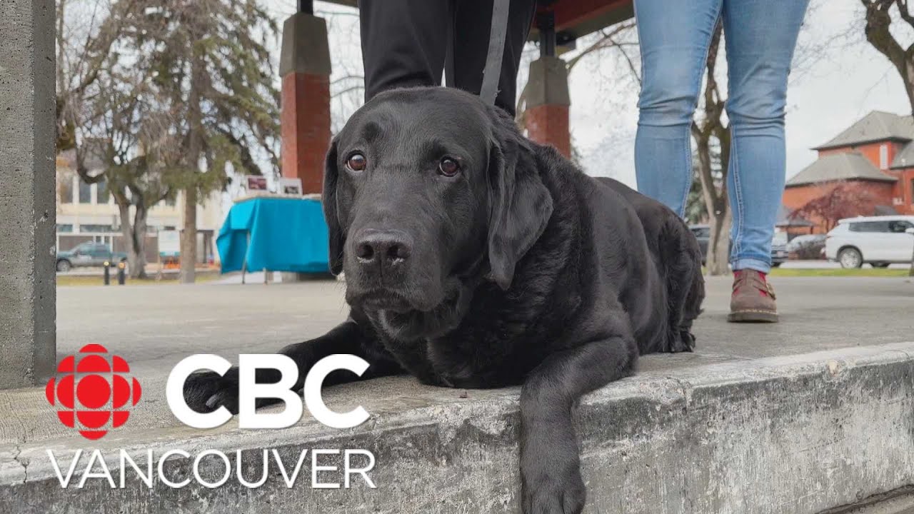 Beloved RCMP dog retires after 6 years - YouTube