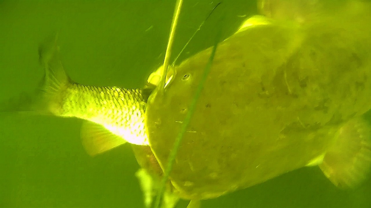 Aggressive Catfish in Deep Water - Rare Hunting Footage !! - YouTube