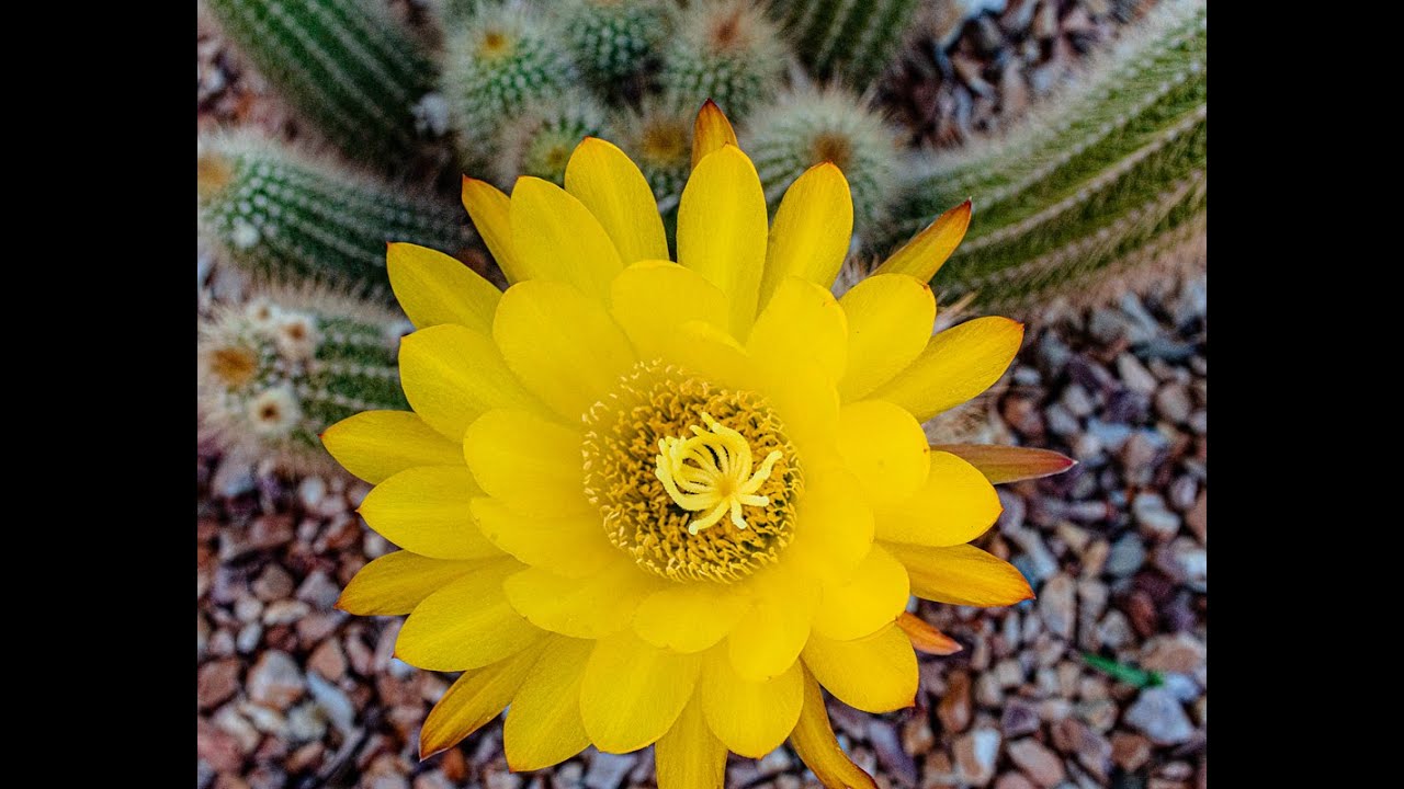 Trap beat “Cactus Sunday” - YouTube