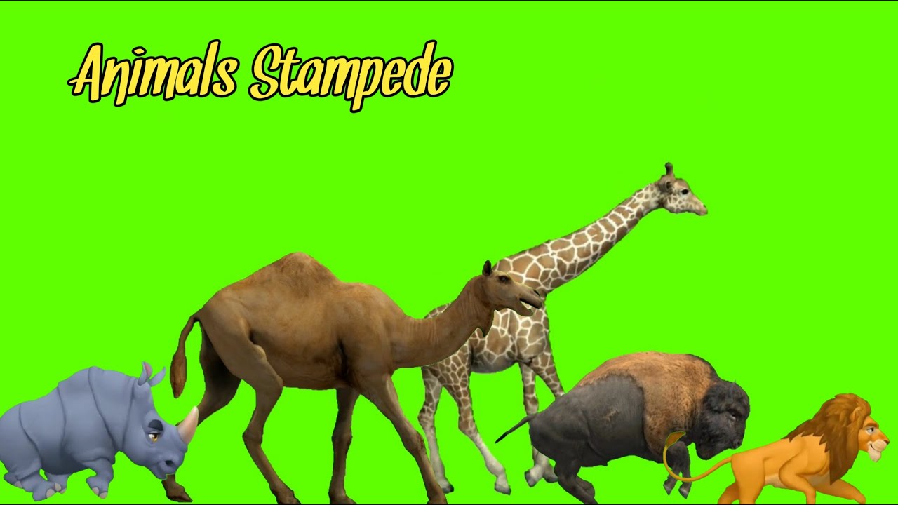 Green Screen Running Animals | Animals stampede| Animals Green Screen# ...