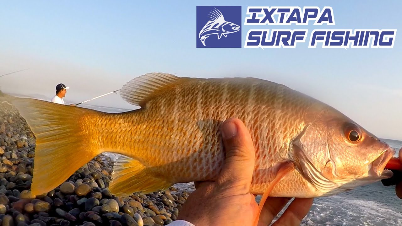 PARGO , JUREL y TIGRE. - YouTube