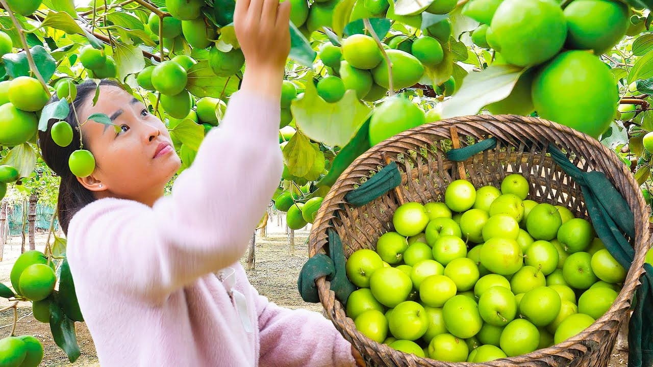 Harvest JUJUBE goes to market sell - Daily Farm Life - Live With Nature ...