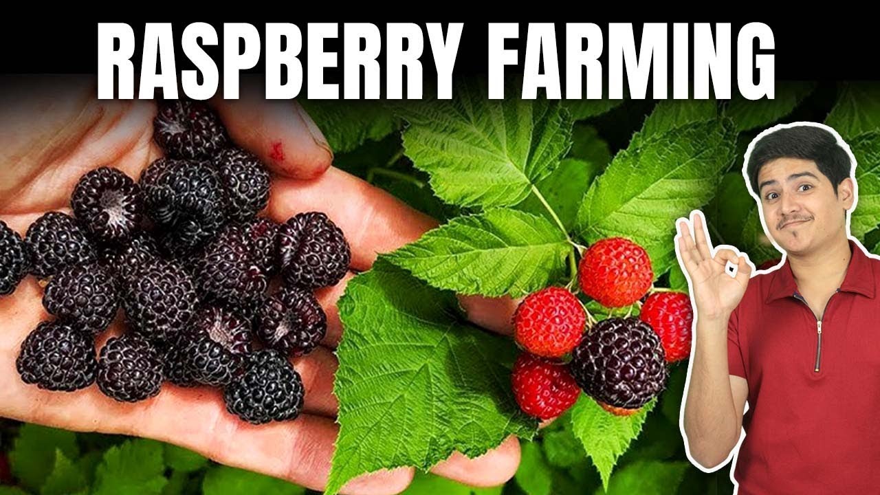 How to Grow Raspberries | Raspberry Farming Tips, Harvesting ...