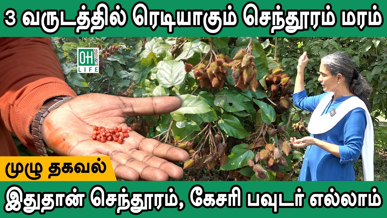 Senthooram Tree Tamil | லாபம் தரும் செந்தூரம் மரம் வளர்ப்பு - YouTube