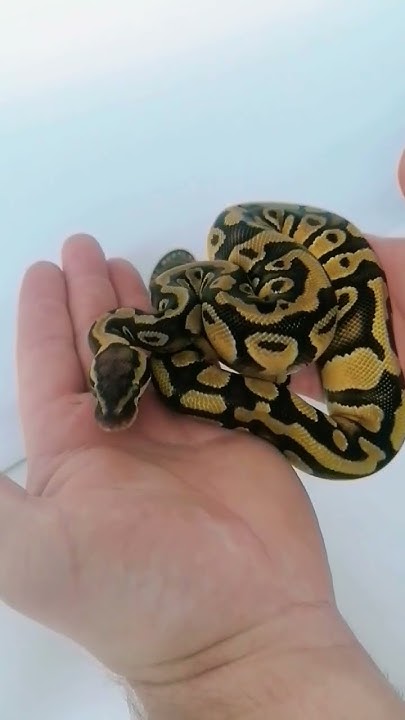 cute ball python 😍 #snake #python #pets #trending #shorts #animals #sub ...