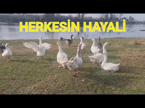 KAZCILIK YAPACAKSAN BÖYLE YERDE YAPACAKSIN~\\NEHİR KIYISINDA KAZCILIK NASIL YAPILMALI?#kazcılık ▫️4K