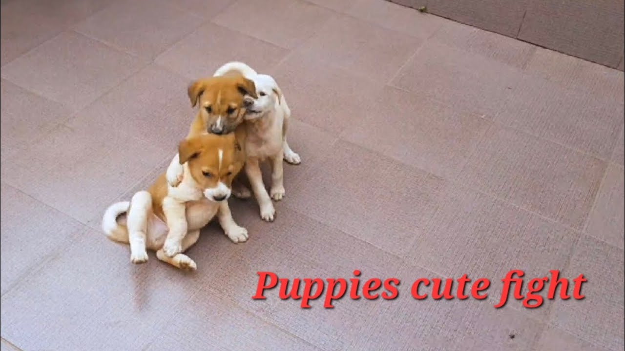 Puppies Cute Fight. - YouTube