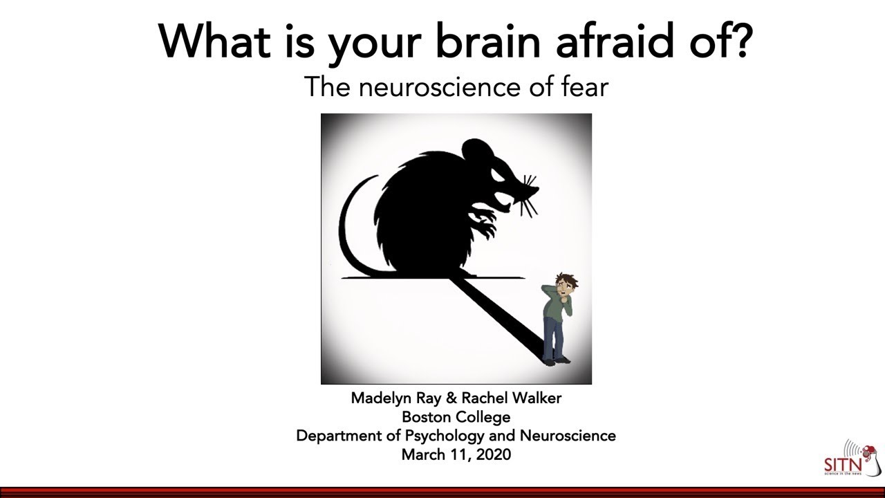 What is Your Brain Afraid Of? The Neuroscience of Fear - YouTube
