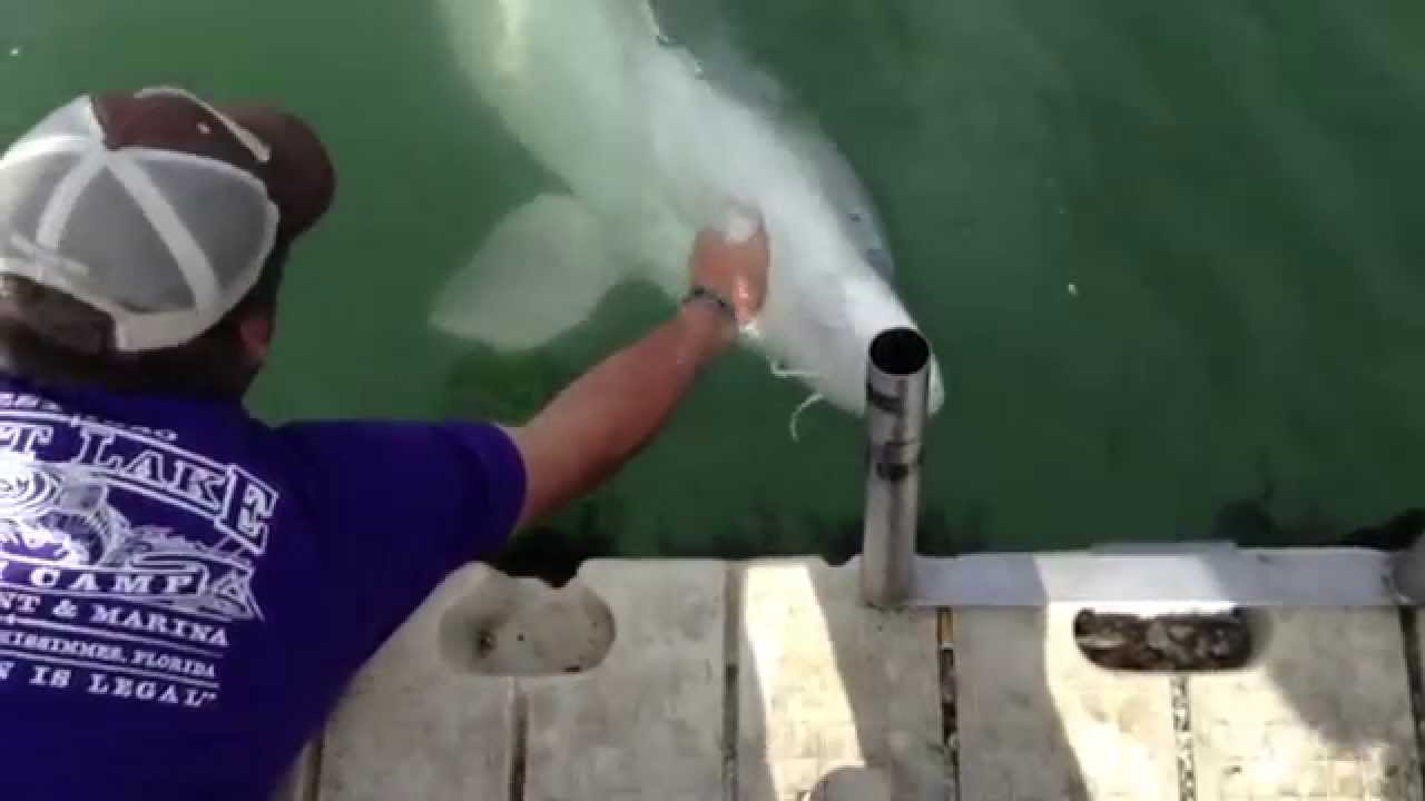 Snake River Sturgeon FIshing Near American Falls ID - YouTube