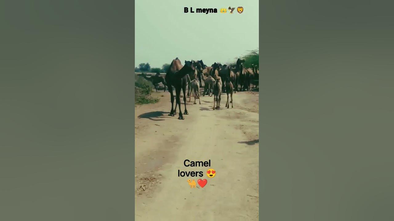 camel lovers 😍 - YouTube