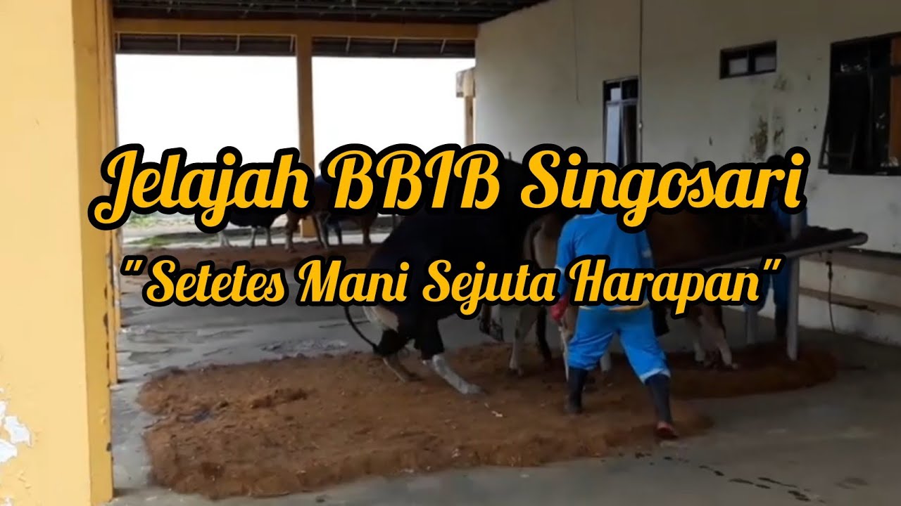 Wow Jelajah BBIB Singosari tempat Sapi Kawin Suntik / Inseminasi - YouTube