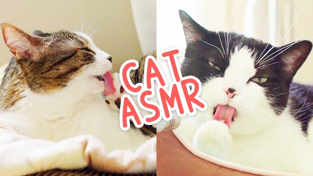 🎧 ASMR Cats Grooming #88 - YouTube