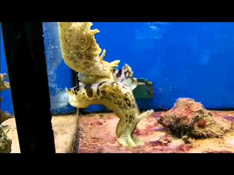 Sea Hares Mating! - YouTube