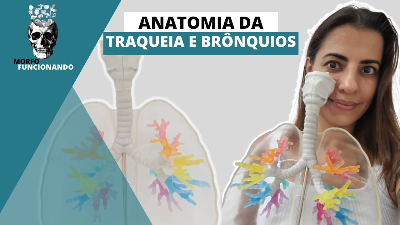 Modelo De Anatomia Da Traqueia