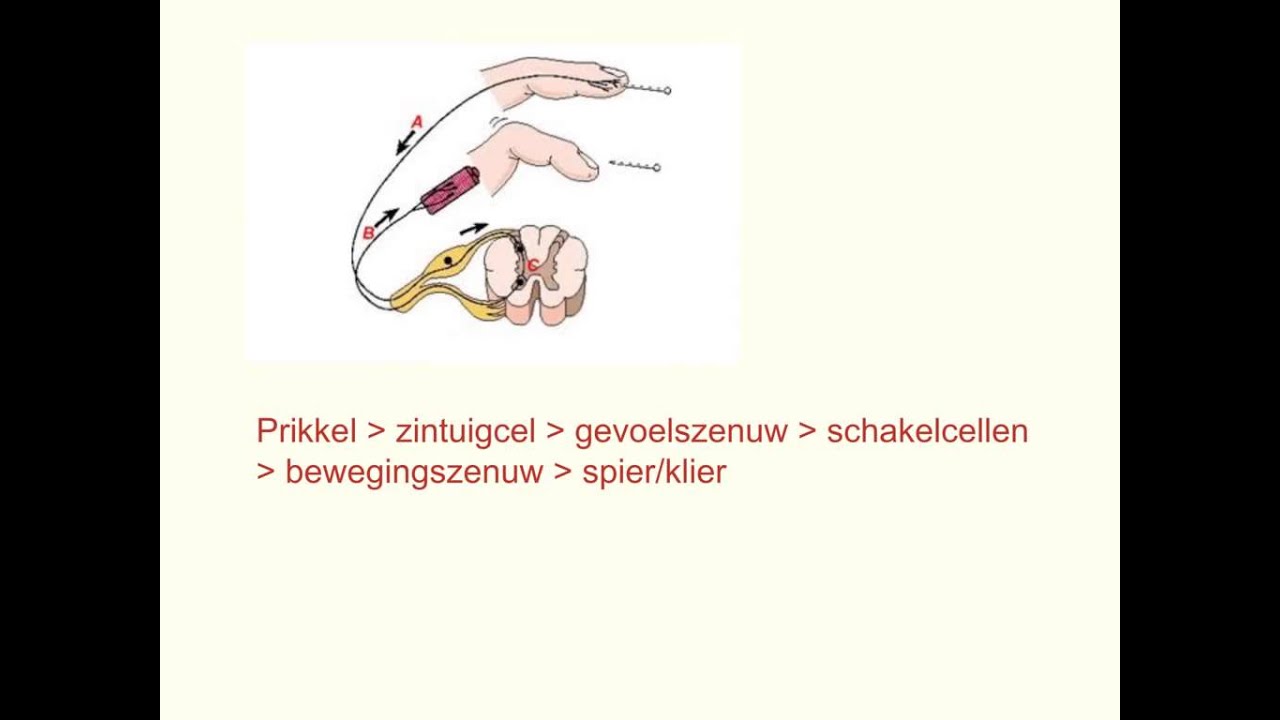 Zeuwstelsel en reflexboog (bovenbouw vmbo-t) - YouTube