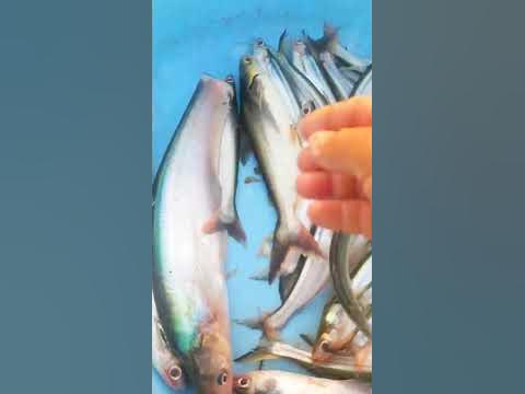 #Shorts / Cách phân biệt cá kết và cá trèn bầu miền tây sông nước # ...