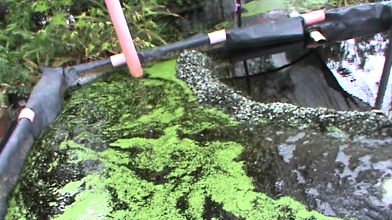 Silver and Jade Perch Fingerlings 16th December 2015 - YouTube