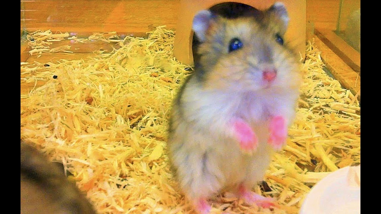 ハムスターが立った Hamster stand - YouTube