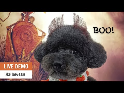 Halloween Special Live Poodle Grooming Tutorial | ASIAN CUTE DOGS
