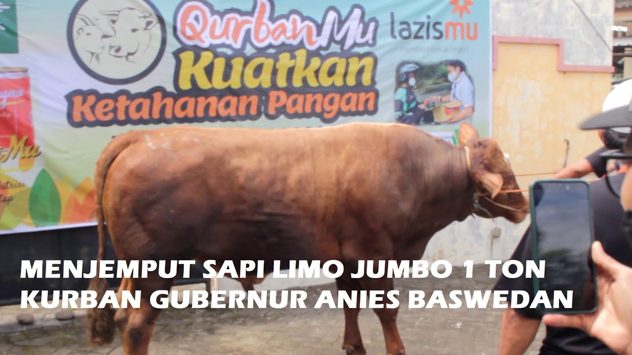 MENJEMPUT SAPI LIMO JUMBO 1 TON KURBAN GUBERNUR DKI ANIES BASWEDAN ...