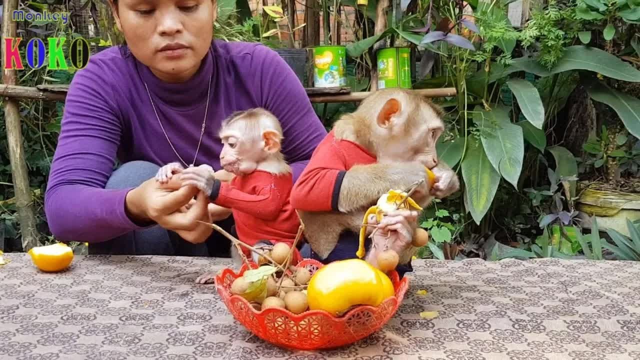 Tiny Yoko & Brother Monkey Koko Enjoy Eating A Lot Of Fruits - YouTube