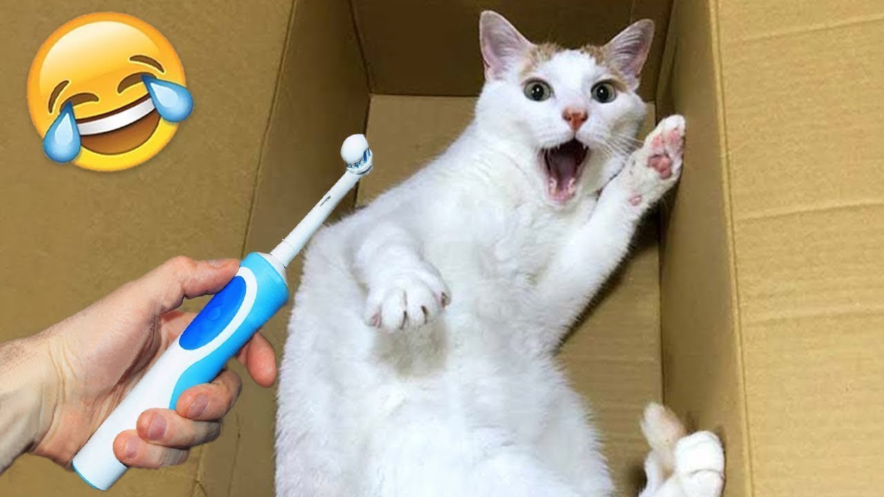 Videos De Risa De Animales 2023 - Perros y Gatos Chistosos - Videos De ...