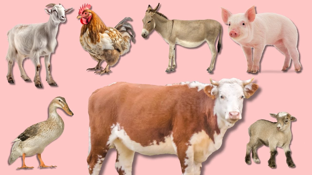 EASY Farm Animals | Learn Farm Animals for kids! | Preschool| All Age ...