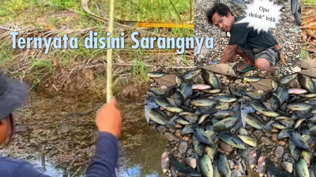 keseruan mancing bethok/puyu - YouTube