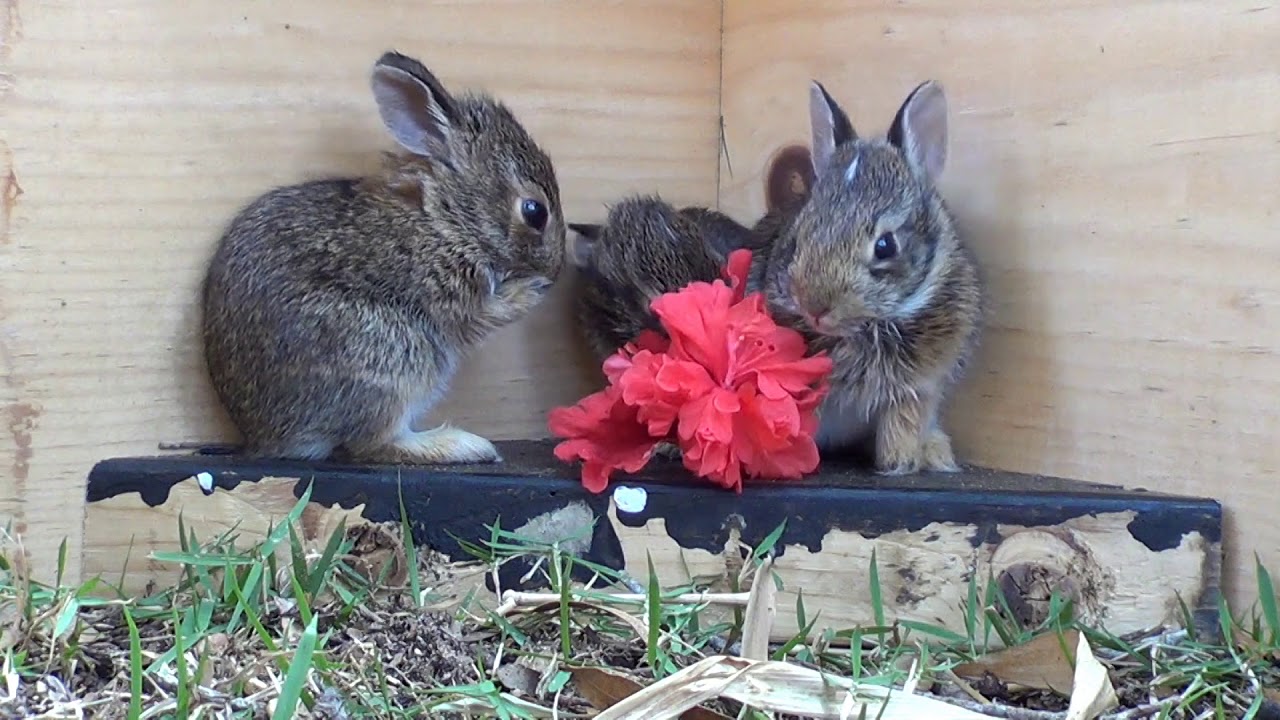 Baby Bunnies love when you bring them flowers - YouTube