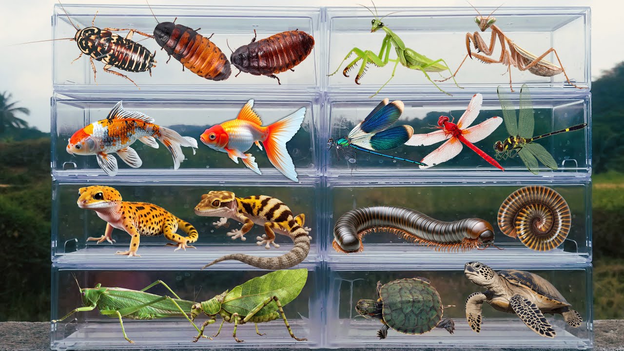 I am hunting for insects in the garden I found a Madagascar Cockcroach ...