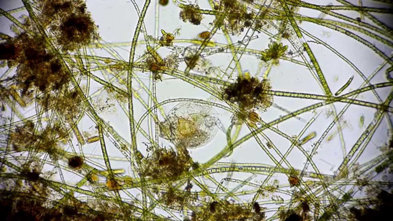 🔬 Mikroorganismus - microorganism under microscope - Leben im ...