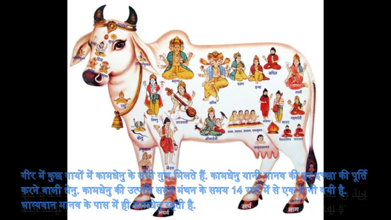 Gir - Breed of Indian Cow - Its performance and characteristics ...