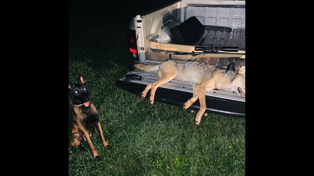 Coyote hunting at night - YouTube