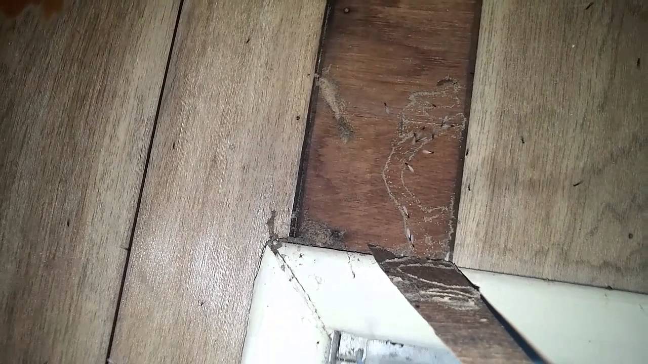 Massive Subterranean Termite Swarm in Tampa Home - YouTube